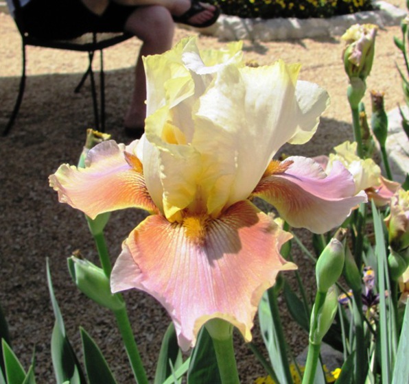 Photo Gallery - Region 15 Auction Iris