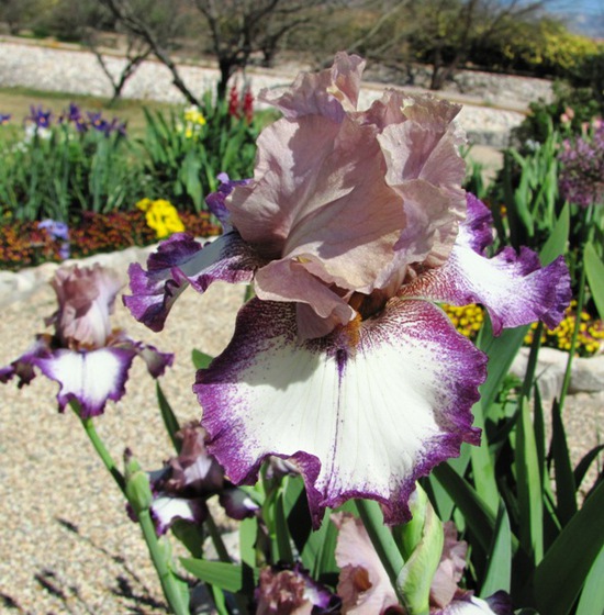 Photo Gallery - Region 15 Auction Iris